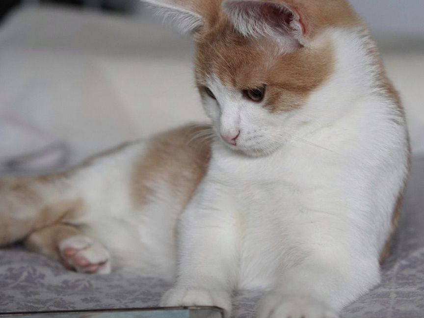 Котёнок Марсик