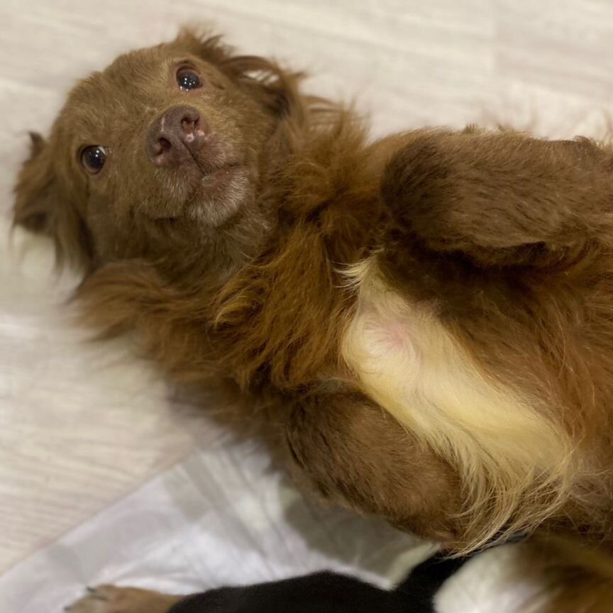 Кокер спаниель, взрослая собака