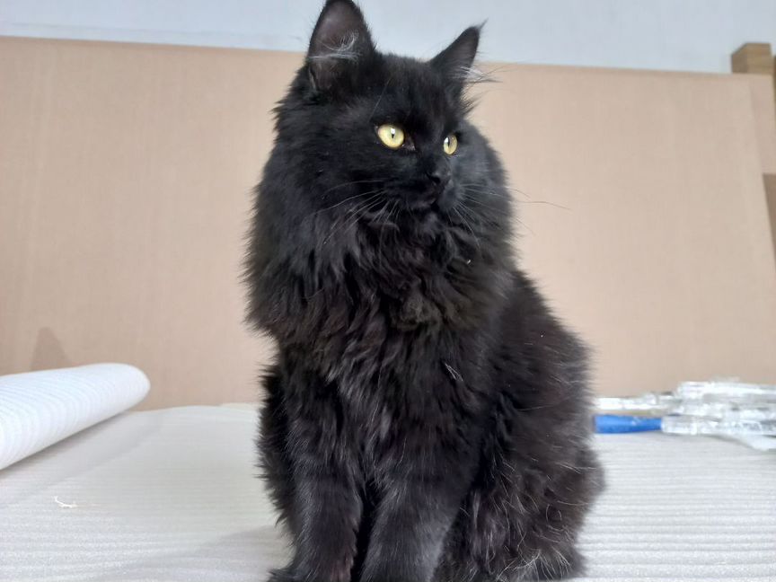 Кот 8 месяцев