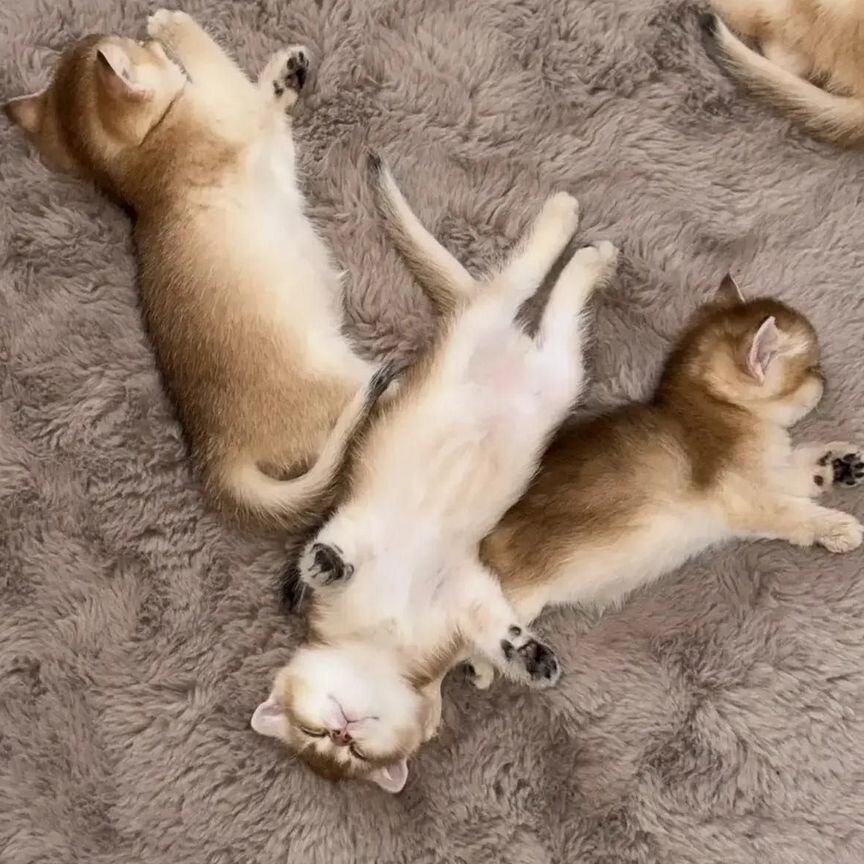 Шотландский вислоухий короткошёрстный котёнок