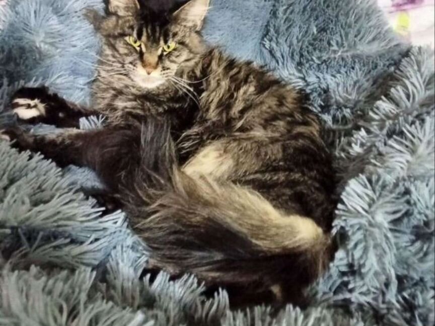Кошки мейн-кун