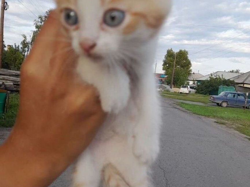 Кошки в добрые руки бесплатно