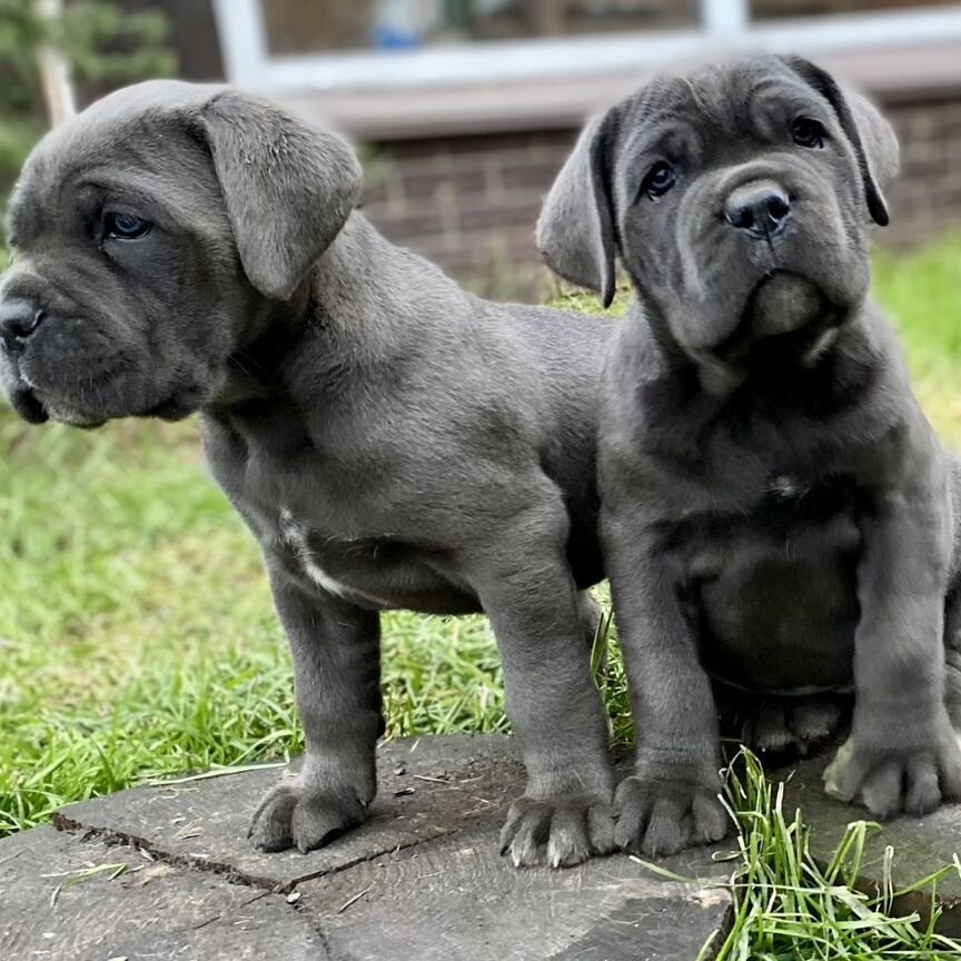 Кане-корсо, щенок