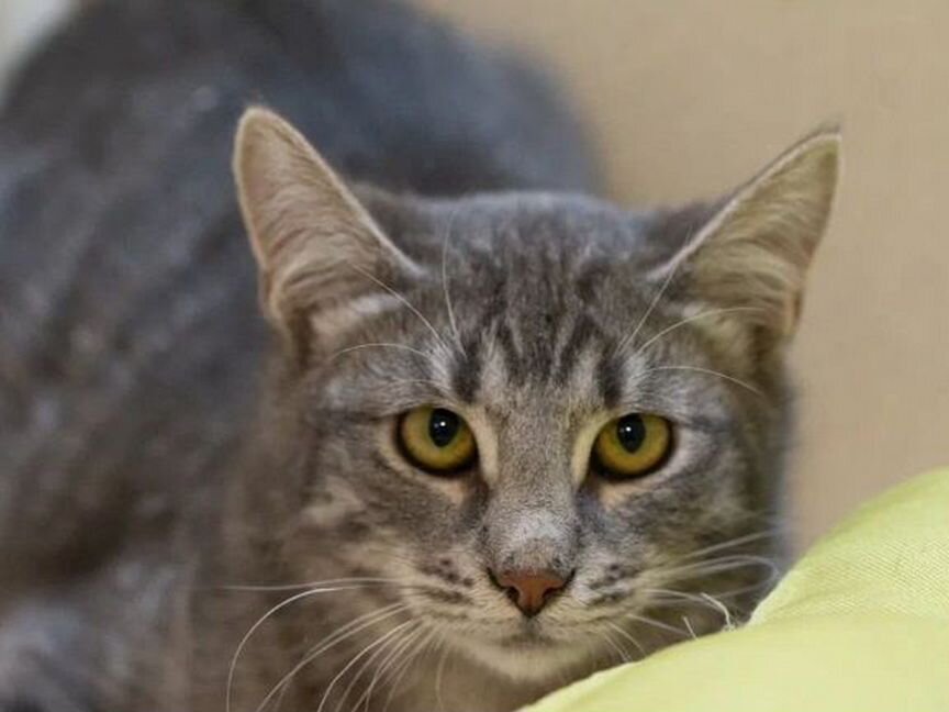 Малыш Хоуп ищет дом