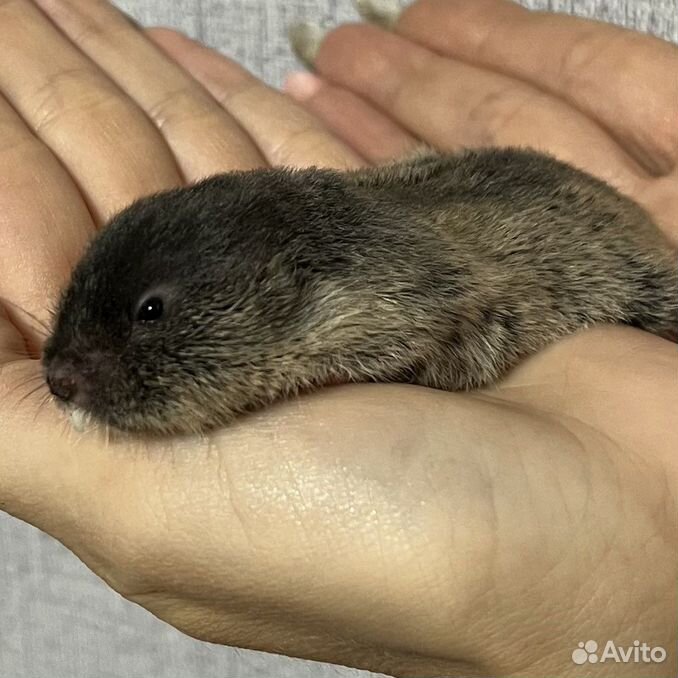 Восточная слепушонка