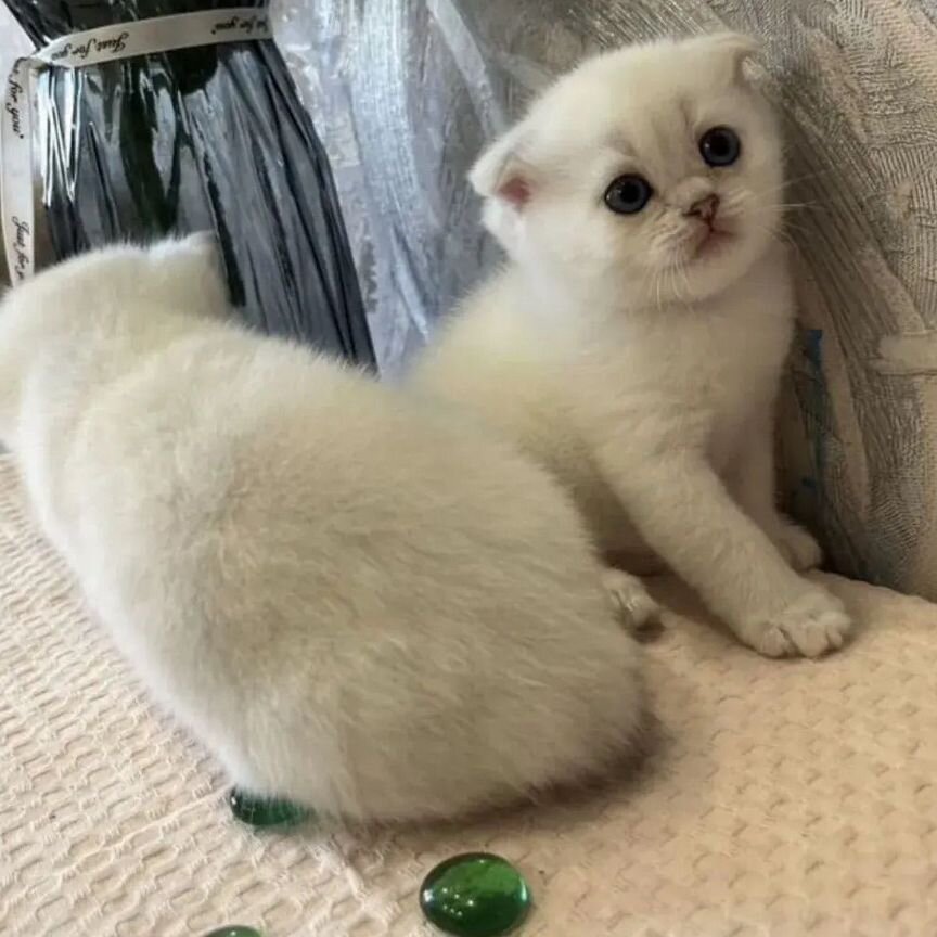 Шотландский вислоухий короткошёрстный котёнок