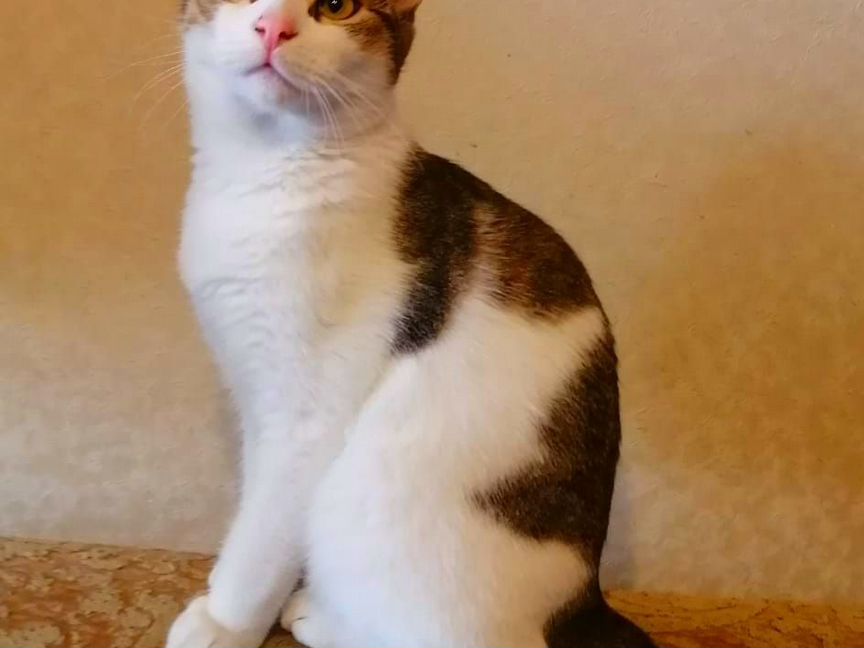 Котенок 5 мес Шурик выгоняют с передержки