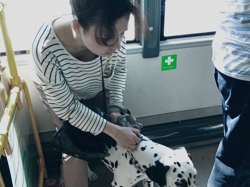 Собака для случки