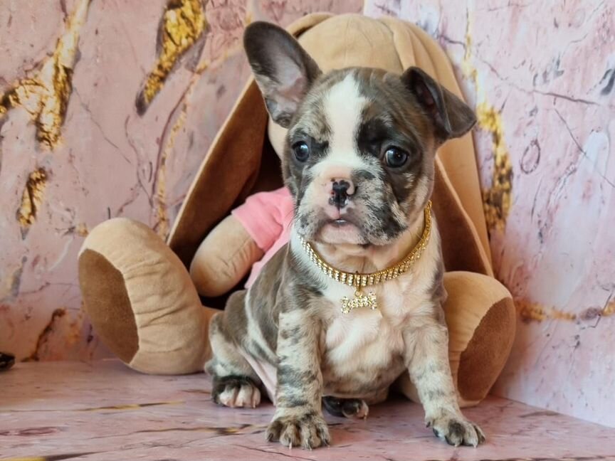 Щенки французского бульдога