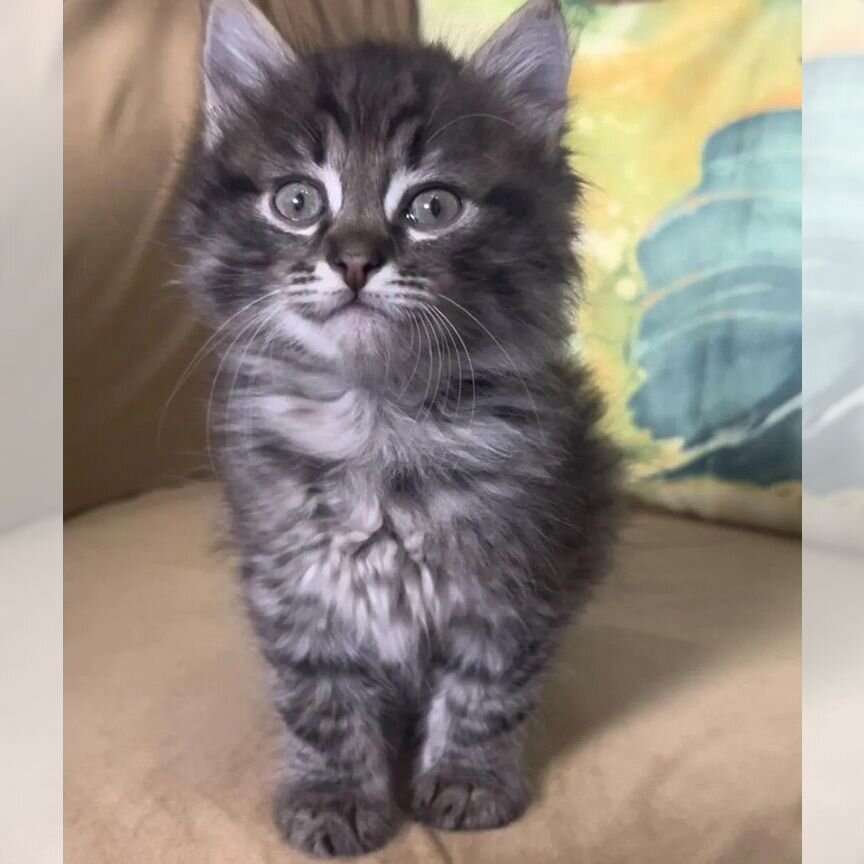 Сибирский котёнок