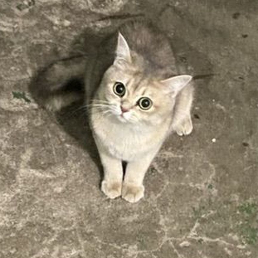 Котёнок в добрые руки