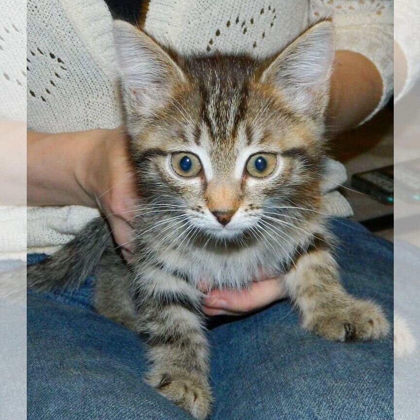 Котёнок в добрые руки