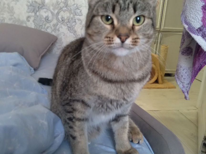 Кошечка 1 год