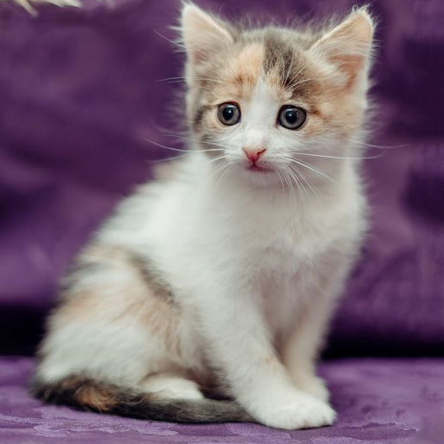 Крошка Афина, милейший трехцветный котенок