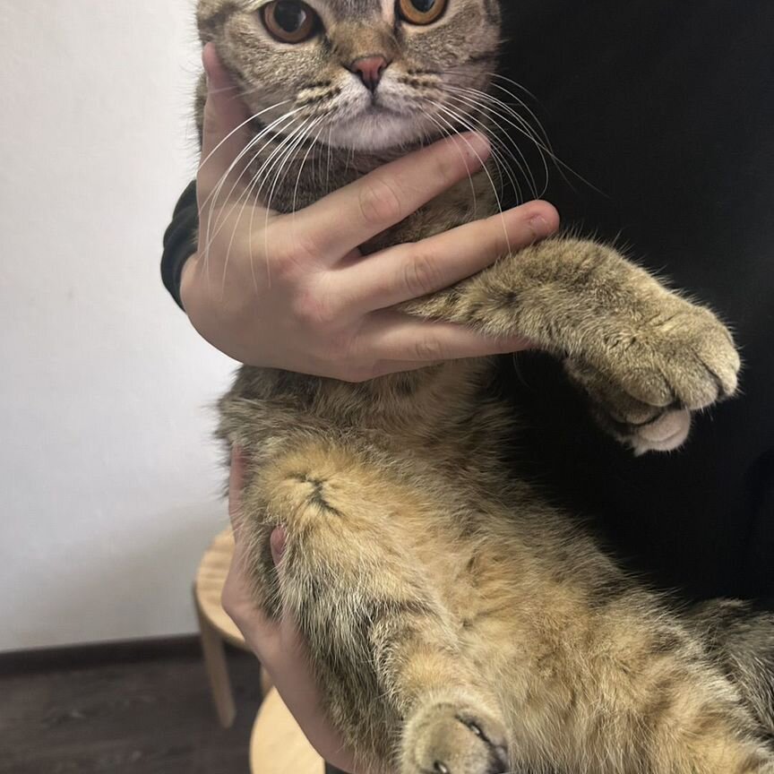 Шотланская вислоухая кошка