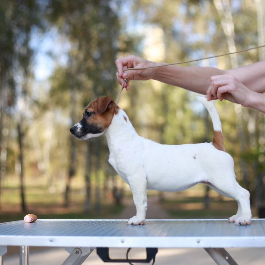 Джек рассел терьер