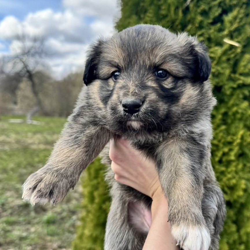 Бордер-колли, щенок