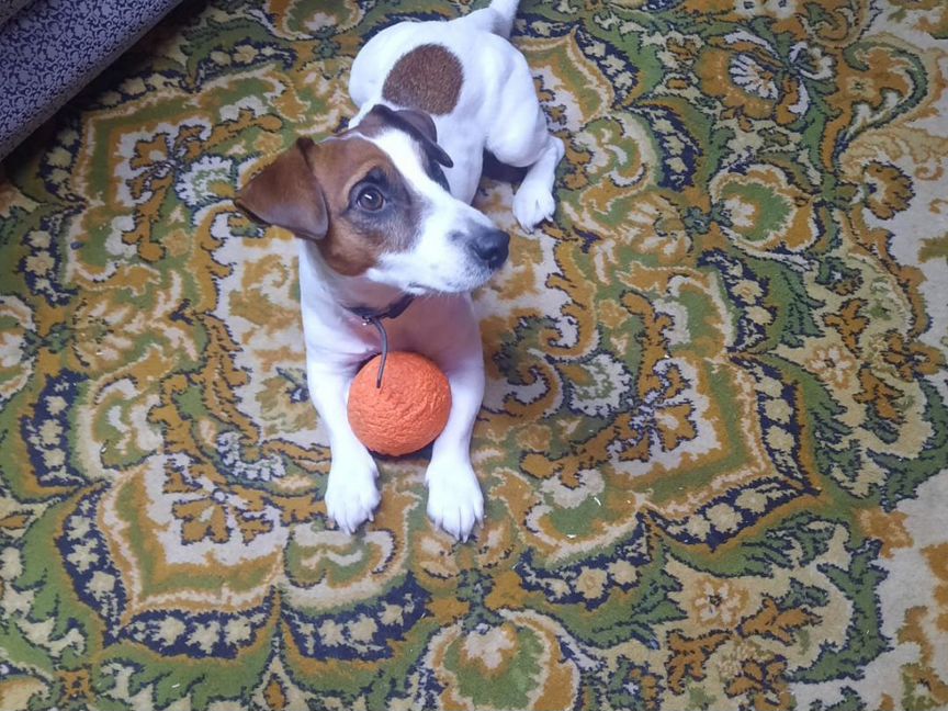 Джэк рассел