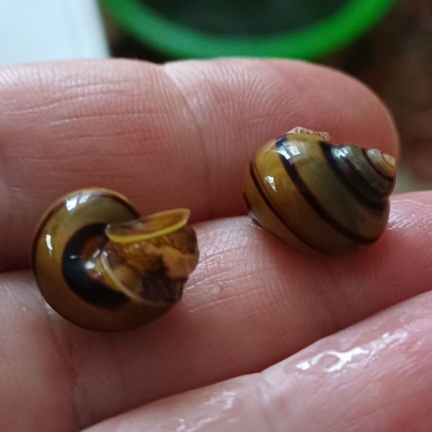 Улитки спикси