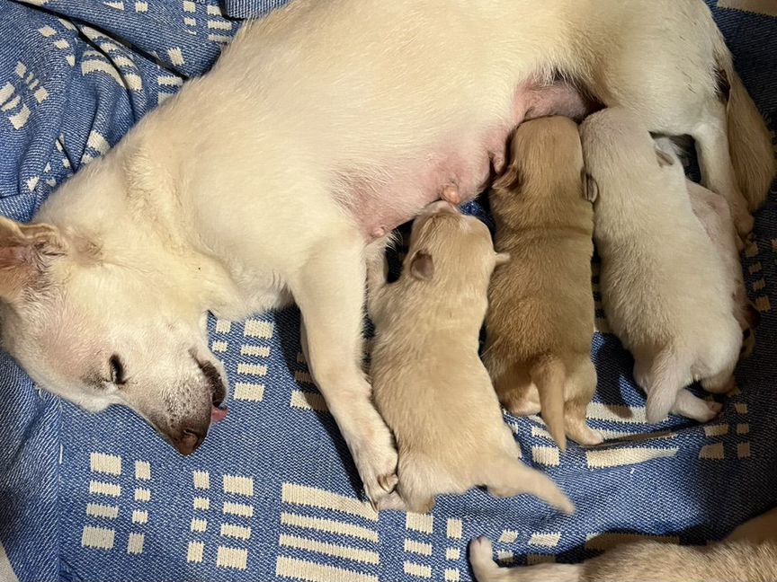 Мини собаки