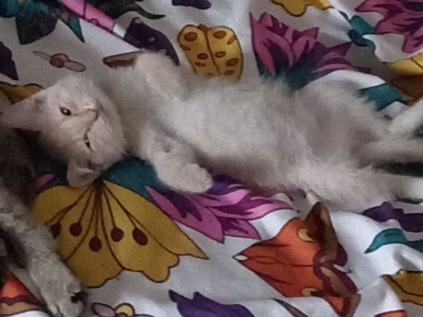 Котенок