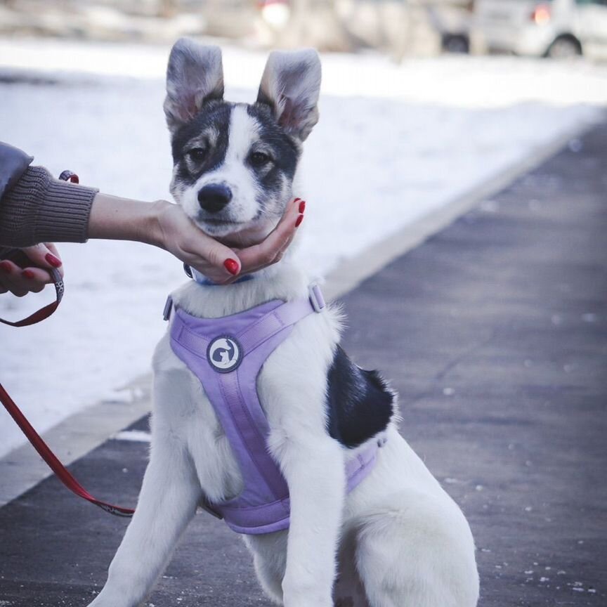 Щенок Сириус в добрые руки