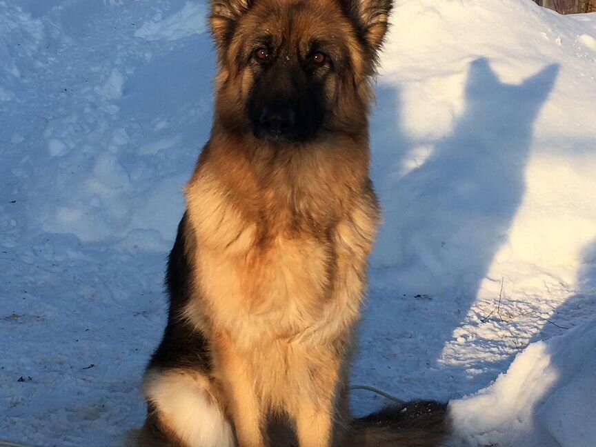 Чистокровные щенки немецкой овчарки