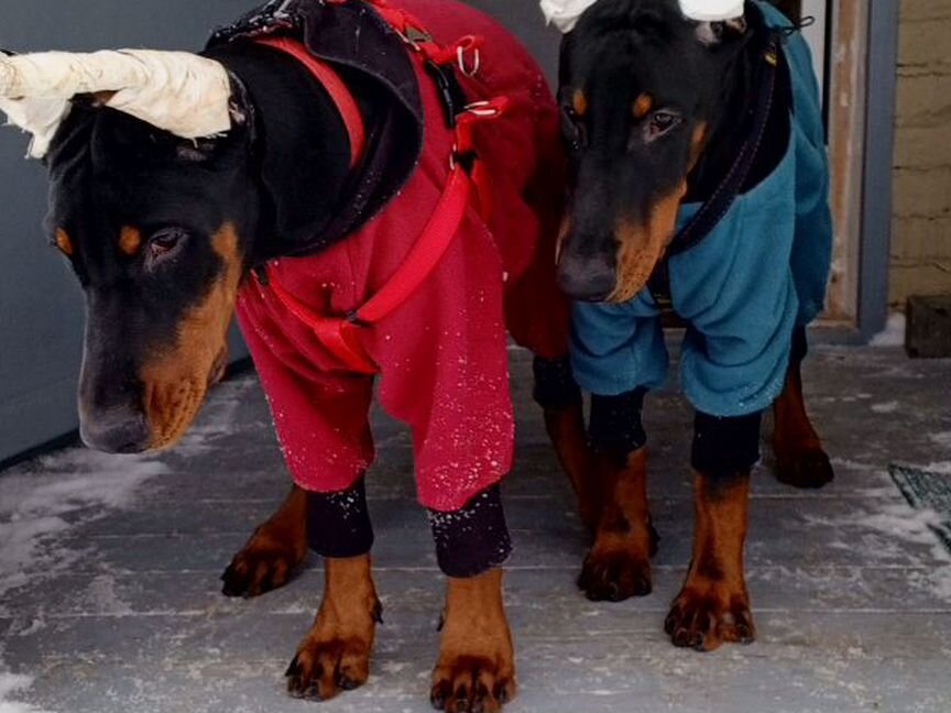 Бесподобная девочка добермана