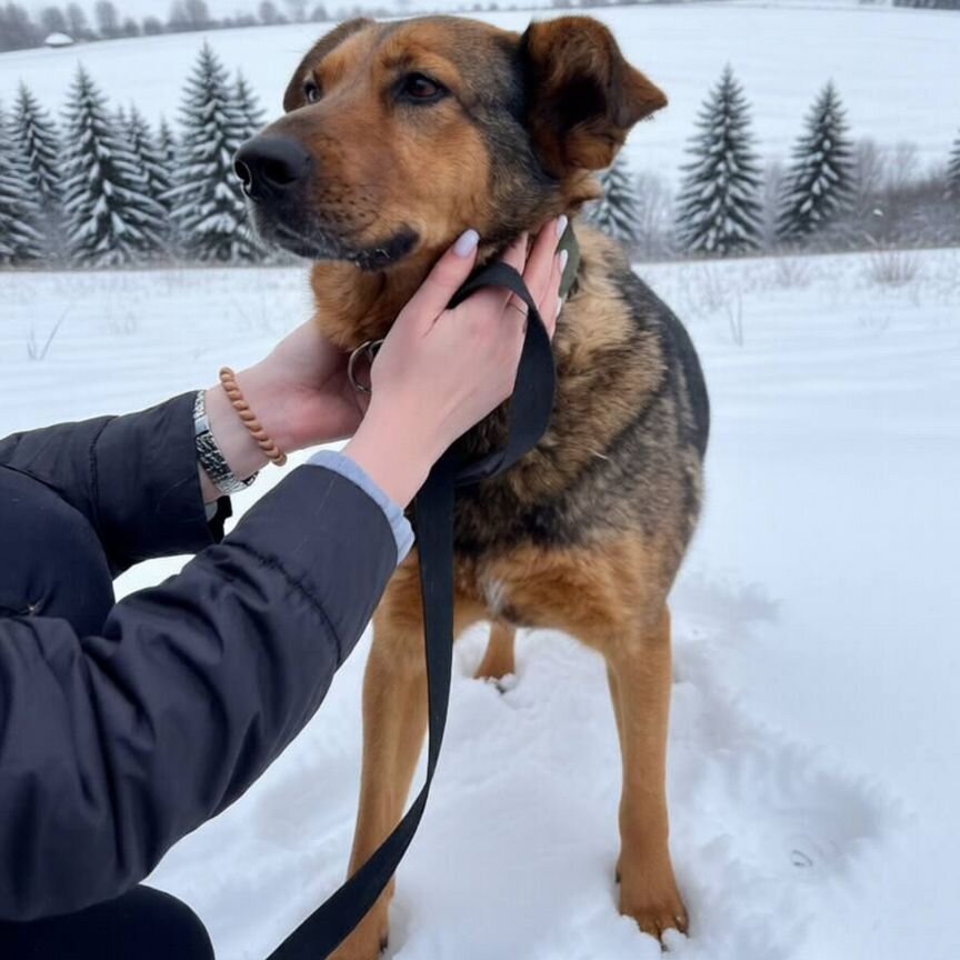 Взрослая собака в добрые руки