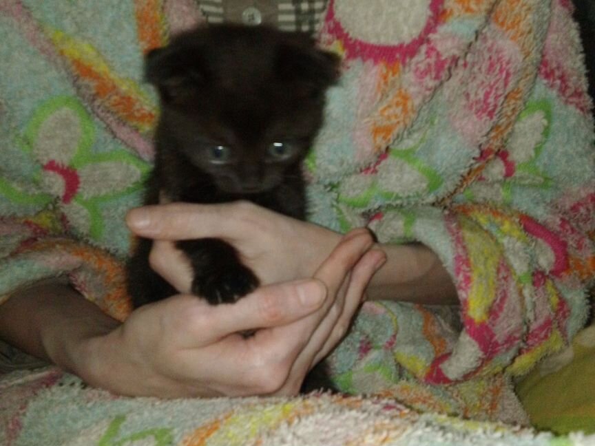 Кошка