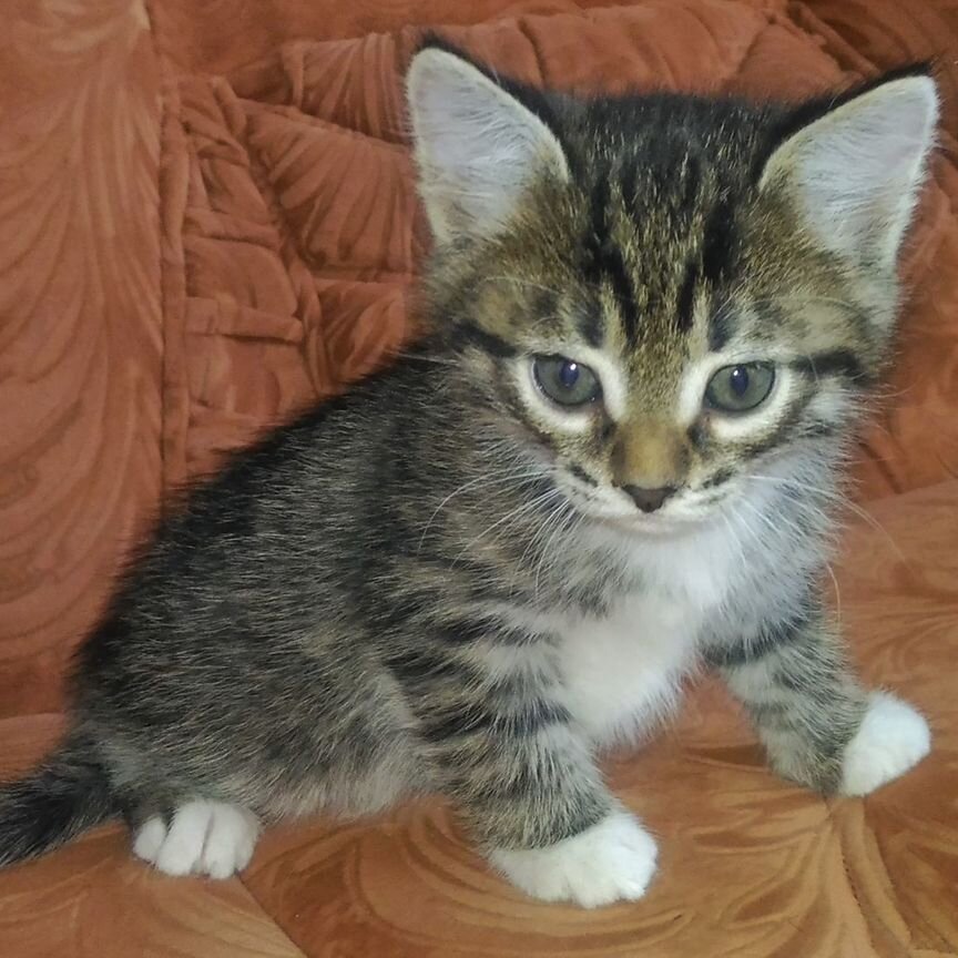 Классный котик ожидает своего хозяина