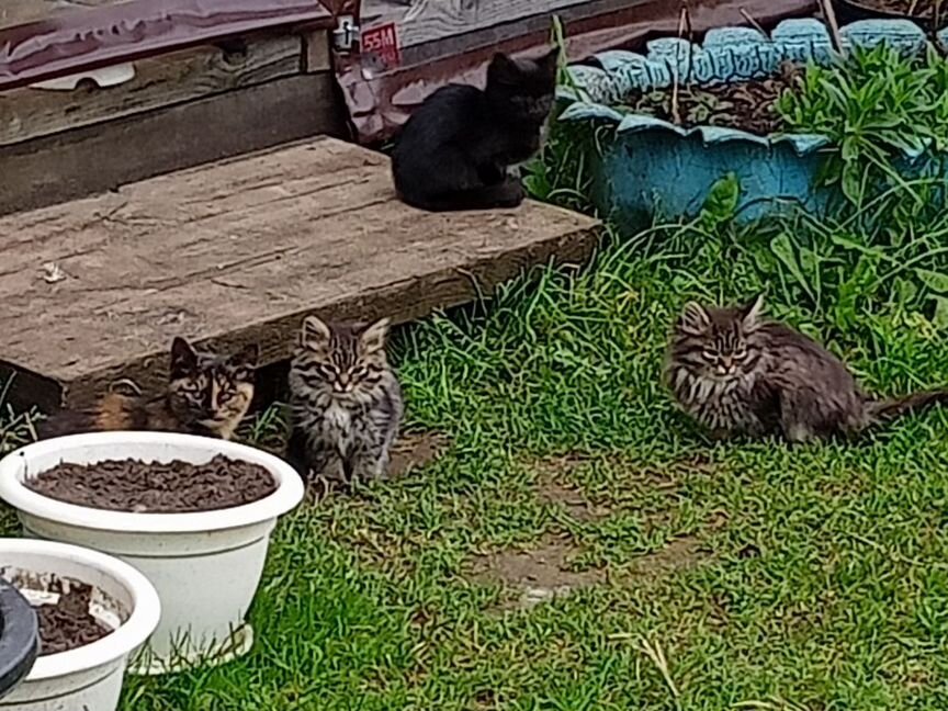 Живут на улице четыре котёнка