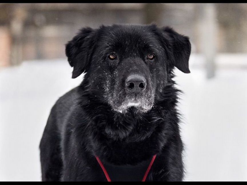 Собака в добрые руки отдам бесплатно