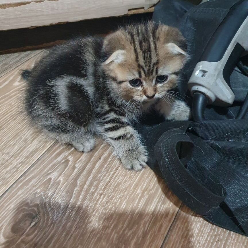 Шотландские вислоухие котята