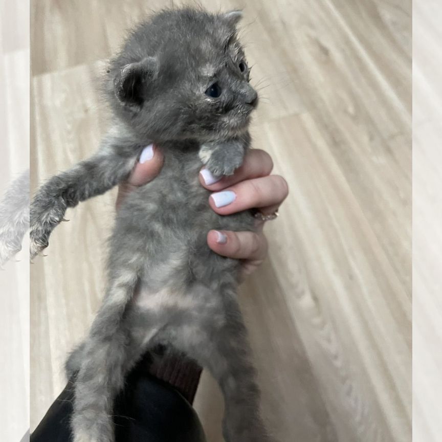 Котенок