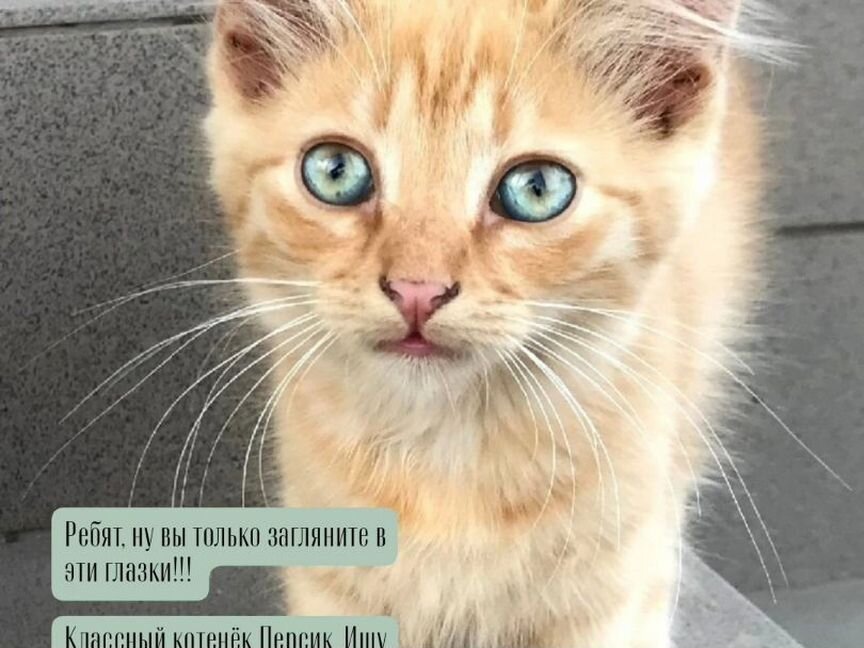 Кошка в дар бесплатно