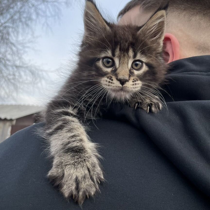 Мейн-кун котёнок