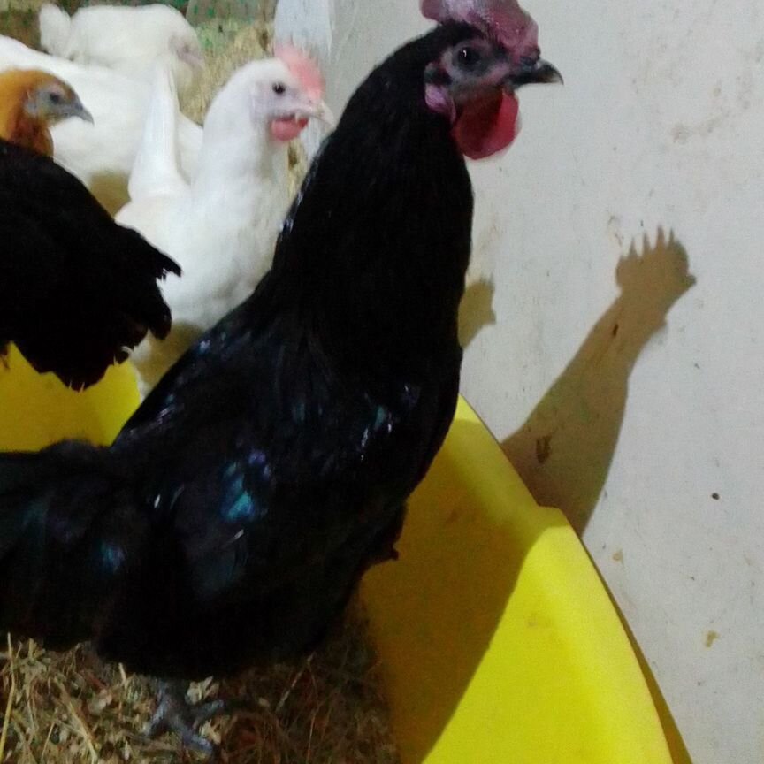 Петухи ухейлюль