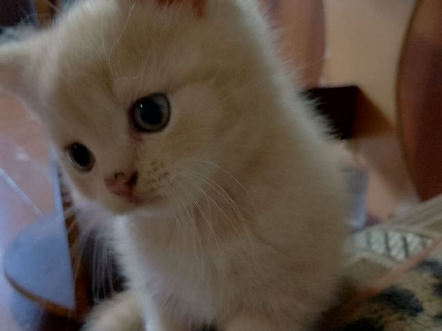 Шотландские прямоухие котята рыжий и серый