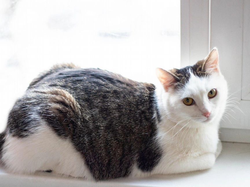 Кошка в добрые руки