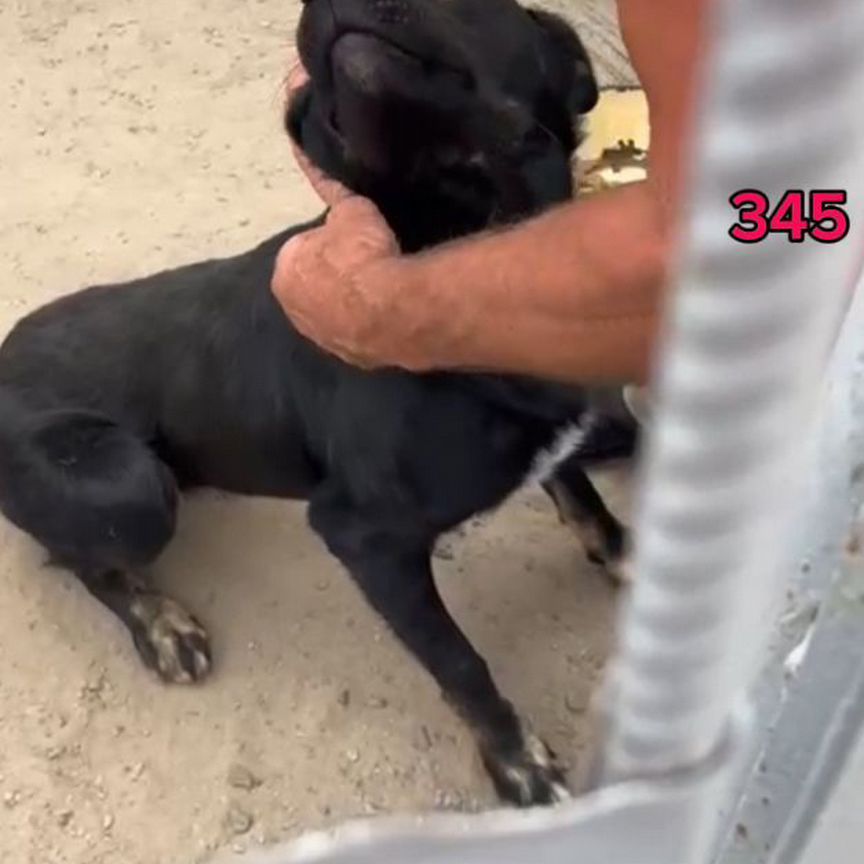 В добрые руки