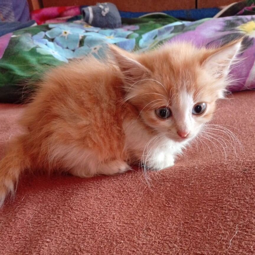 Котик