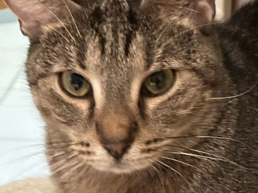 Котенок Вжик