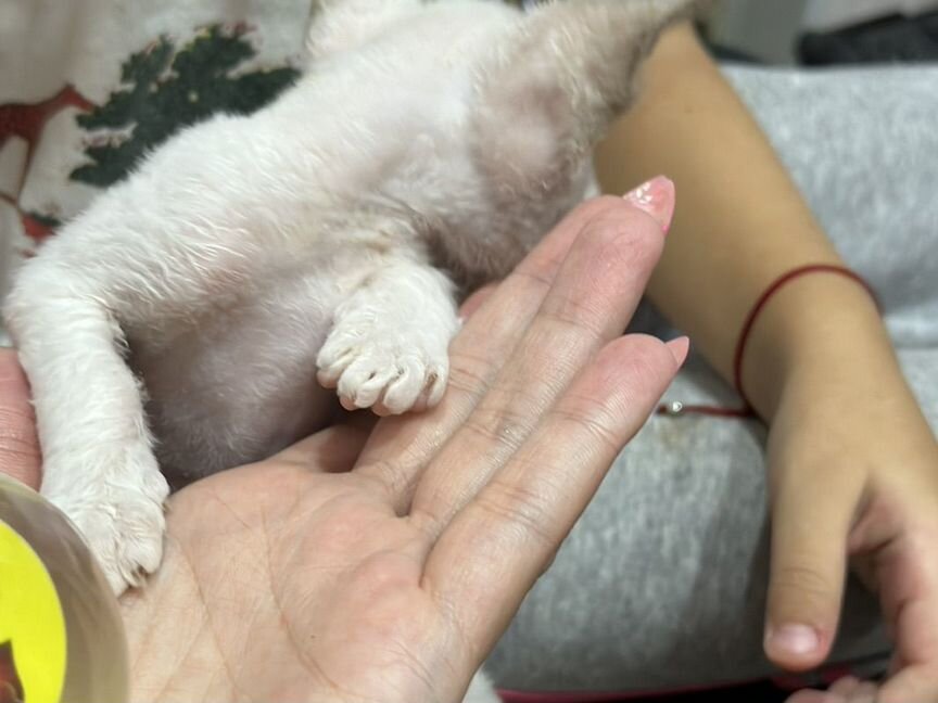 Донской сфинкс велюр с голубыми глазами