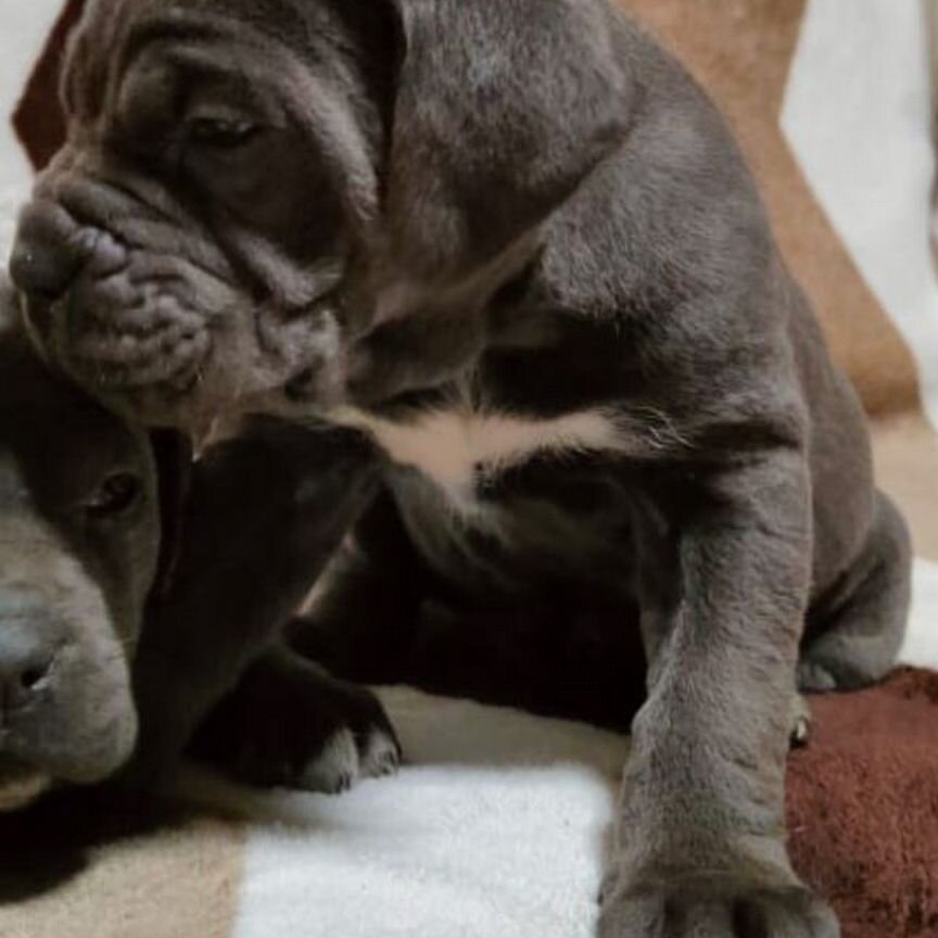 Щенки кане корсо