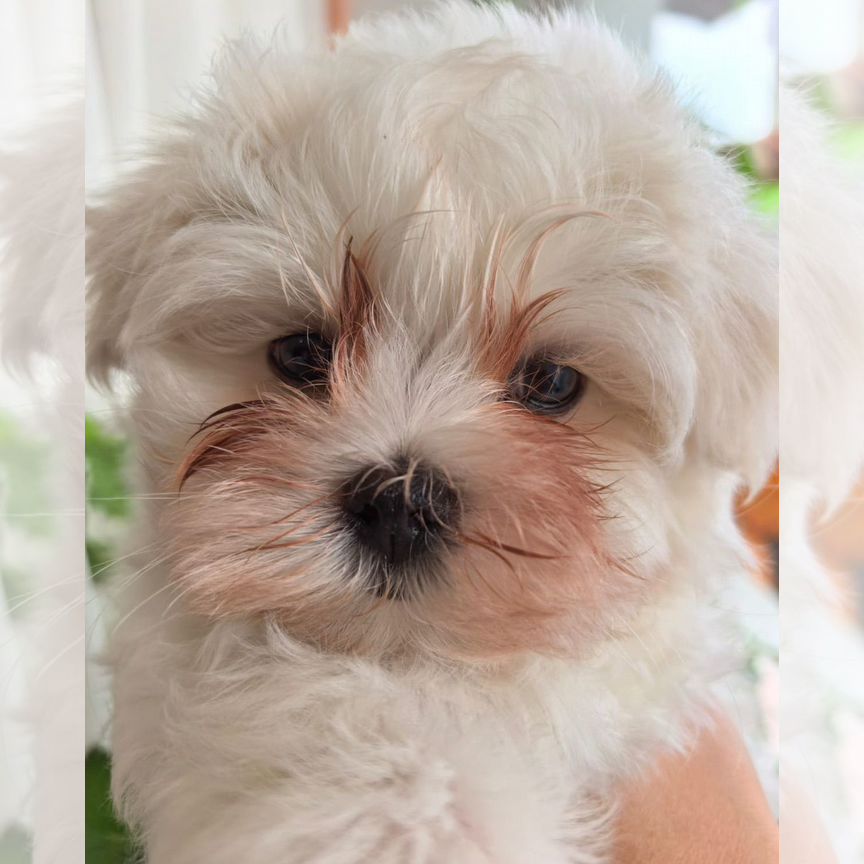 Мальтийская болонка, щенок