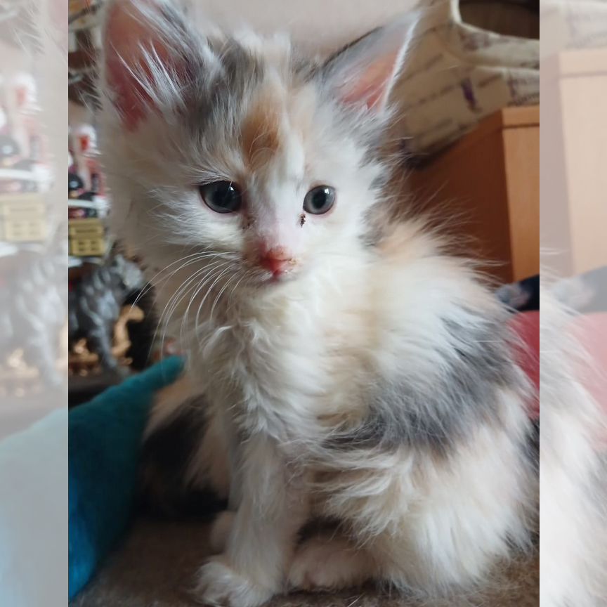 Котята