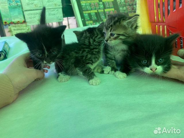 Котята в добрые руки