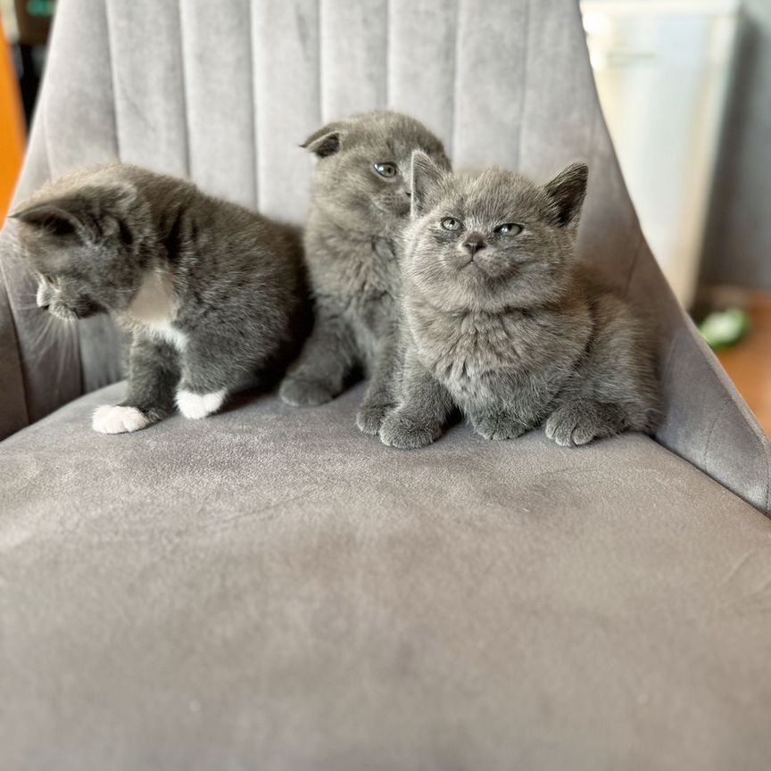 Британские котята