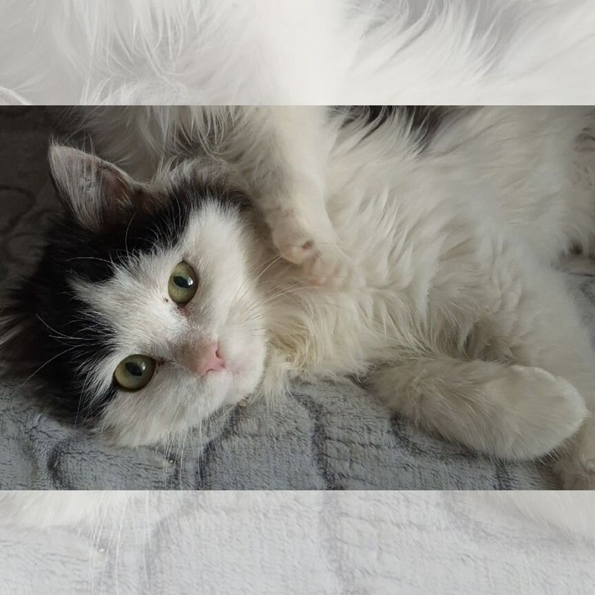 Котёнок в добрые руки